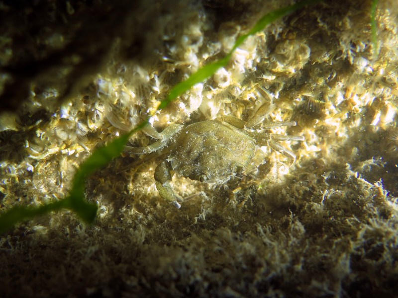 Applications – Reefy